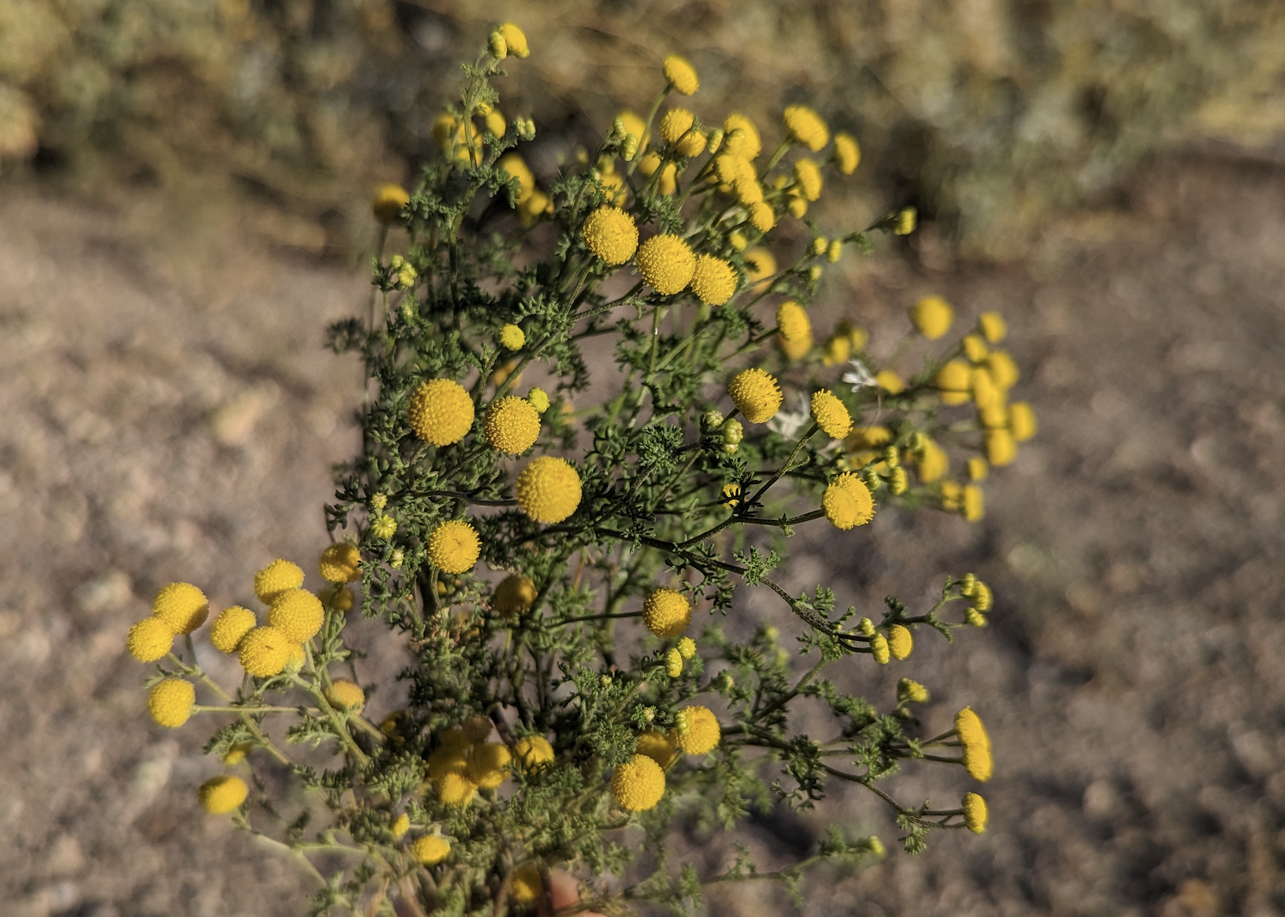 Research Projects – Trait-Based Ecology at The University of Arizona